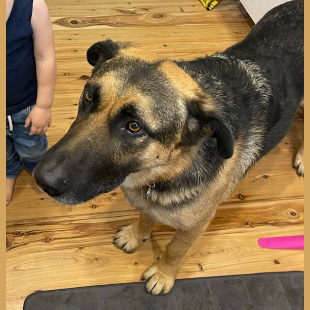 Matty - Large Male German Shepherd Dog in NSW - PetRescue
