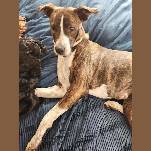 Sweet Sasha - Medium Female Greyhound x Staffy x Boxer x Whippet Mix ...