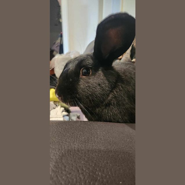 Nelly & Nibbles - Female Mini Lop Rabbit in VIC - PetRescue