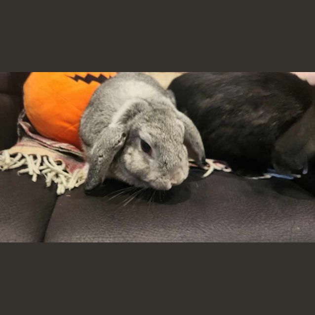 Nelly & Nibbles - Female Mini Lop Rabbit in VIC - PetRescue