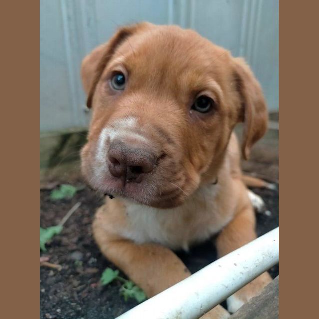Pomerol - Large Female Dogue De Bordeaux x Border Collie Mix Dog in VIC ...