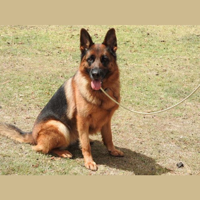 Cleo - Large Female German Shepherd Dog in NSW - PetRescue
