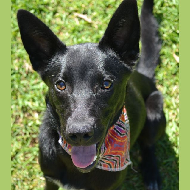 Nico - 6 Month Old Kelpie X (Trial) - Medium Male Kelpie Mix Dog in NSW ...