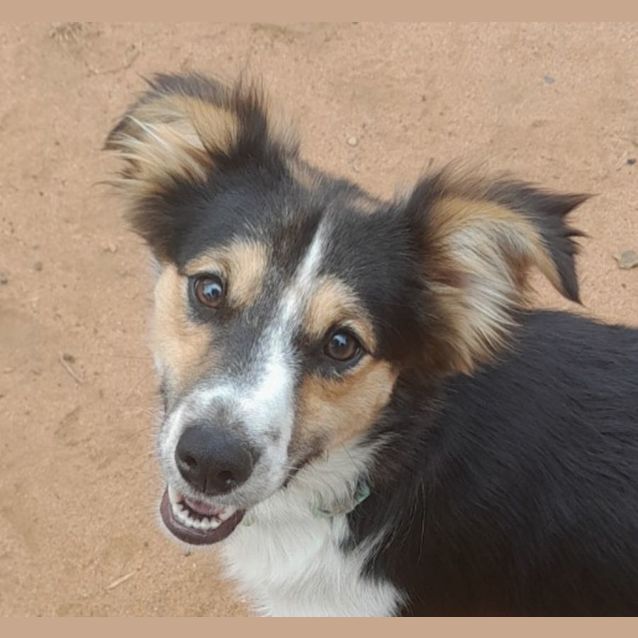 Finn - Medium Male Border Collie x Cross breed Dog in NSW - PetRescue