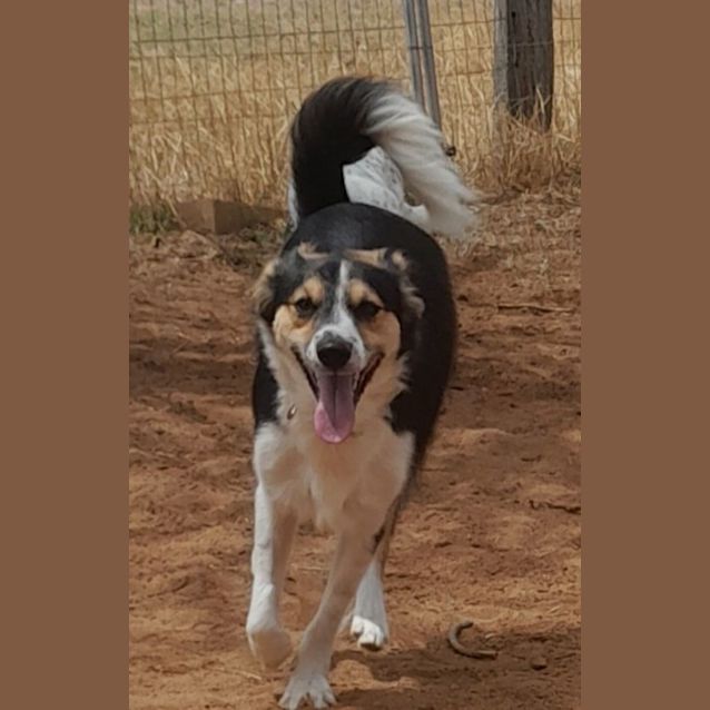Finn - Medium Male Border Collie x Cross breed Dog in NSW - PetRescue