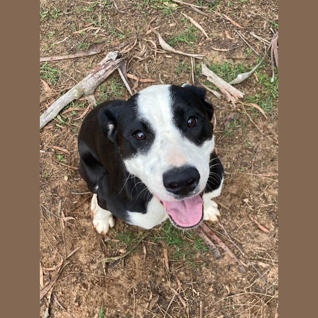 Miley - Medium Female Bull Arab x Mastiff Dog in NSW - PetRescue