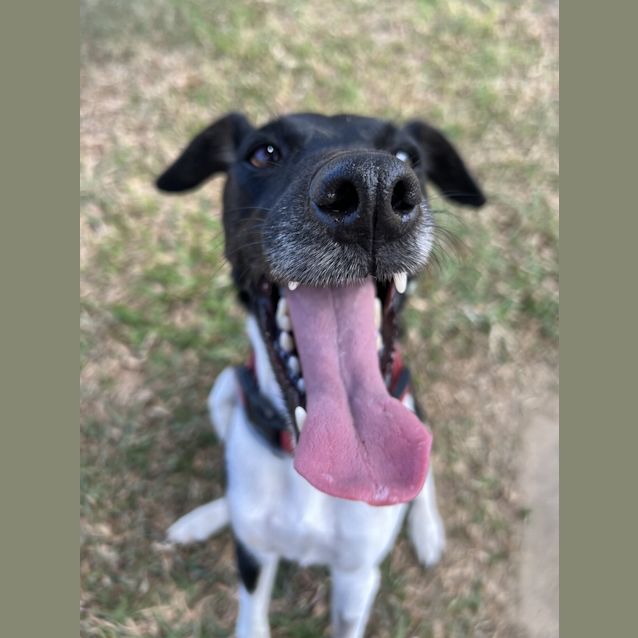 Tilly - Small Female Fox Terrier Mix Dog in QLD - PetRescue