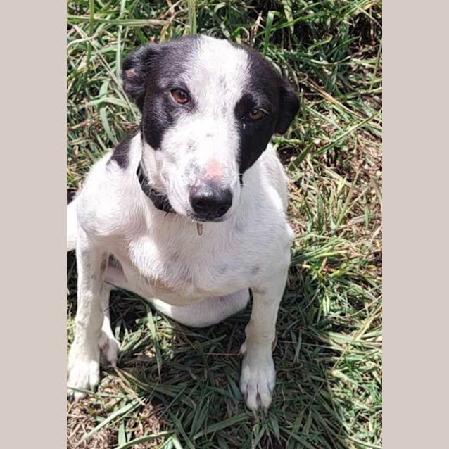 Chase - Medium Female Whippet x Border Collie Mix Dog in QLD - PetRescue