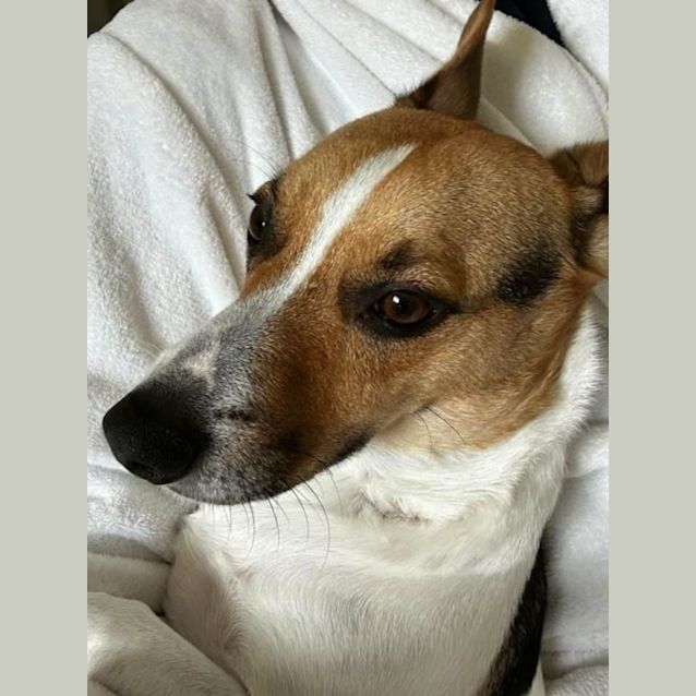 Reggie - Small Male Jack Russell Terrier Mix Dog in NSW - PetRescue