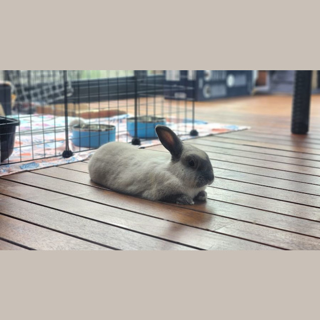 Billie Vacher - Female Himalayan Dwarf Rabbit in NSW - PetRescue