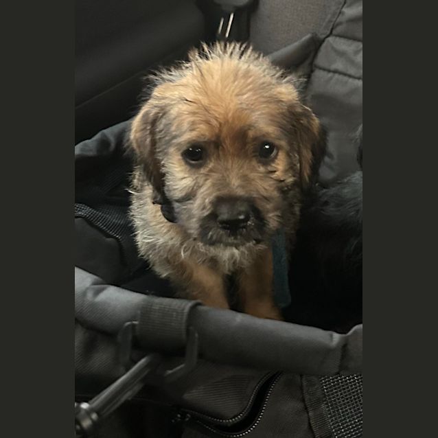 Pepe - Medium Male Rhodesian Ridgeback x Mixed Breed Mix Dog in WA ...