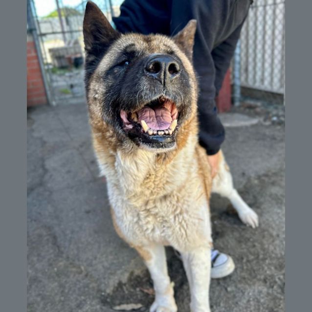 Maya - Large Female Akita Inu Mix Dog in VIC - PetRescue