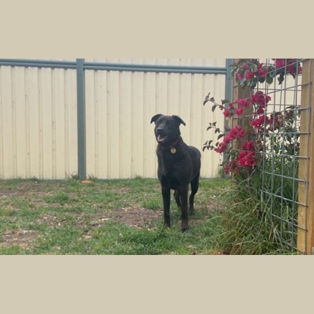 Maverick - Large Male German Shorthaired Pointer x Rottweiler Mix Dog ...