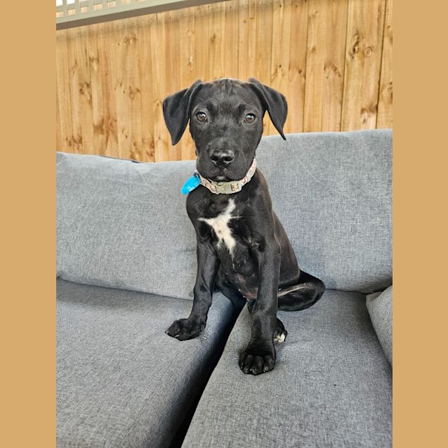 Stout - Medium Female Labrador x Staffordshire Bull Terrier Mix Dog in ...