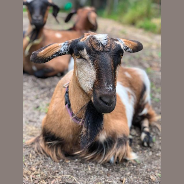 Alby, Hazel, Hetty, Bert, and Mabel - Male Goat in VIC - PetRescue