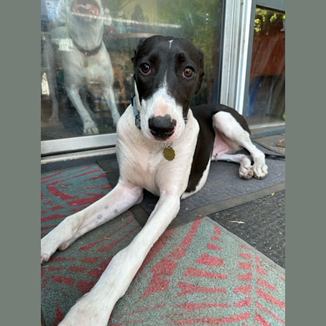 Yamoto - Medium Male Whippet x Bull Arab Mix Dog in VIC - PetRescue