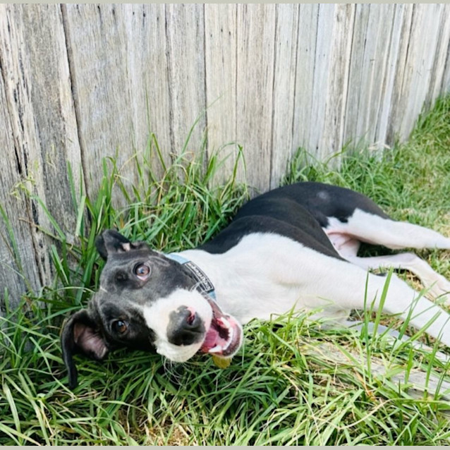 Yamoto - Medium Male Whippet x Bull Arab Mix Dog in VIC - PetRescue