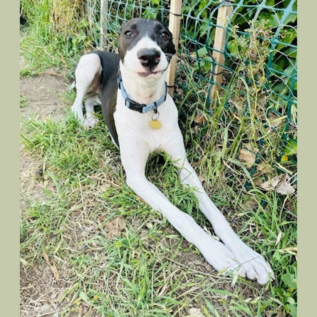 Yamoto - Medium Male Whippet x Bull Arab Mix Dog in VIC - PetRescue