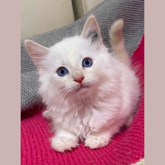 Ragdoll Cross - Apricot Points - Male Ragdoll Mix Cat in VIC - PetRescue