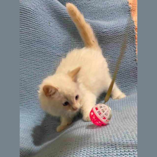 Ragdoll Cross - Apricot Points - Male Ragdoll Mix Cat in VIC - PetRescue