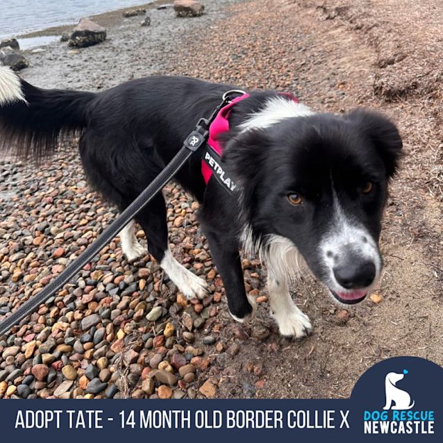 Tate - 14 Month Old Border Collie X (Trial) - Medium Male Border Collie Mix Dog in NSW - PetRescue