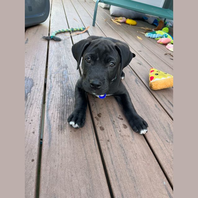 Perry - 10 Week Old Labrador X (Trial) - Medium Male Labrador Mix Dog ...