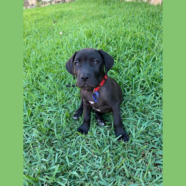 Candy - 10 Week Old Labrador X (Trial) - Medium Female Labrador Mix Dog ...
