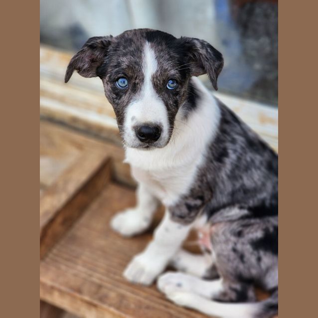 Donatello - Medium Male Koolie x Border Collie Mix Dog in VIC - PetRescue