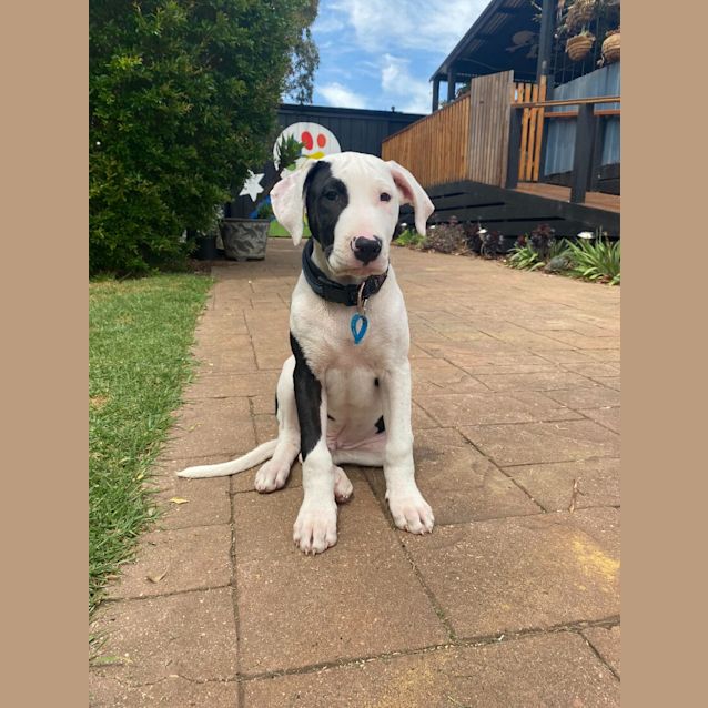 Doug - Large Male Bull Arab Dog in VIC - PetRescue