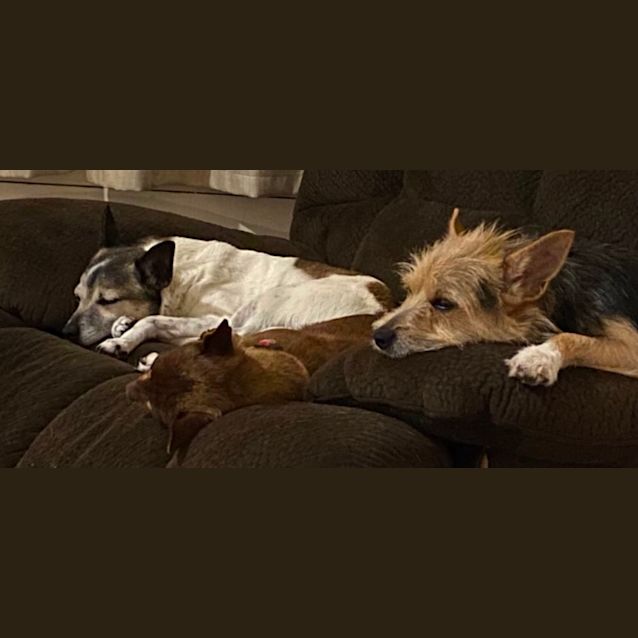 Twiglet - Small Female Jack Russell Terrier Mix Dog in NSW - PetRescue