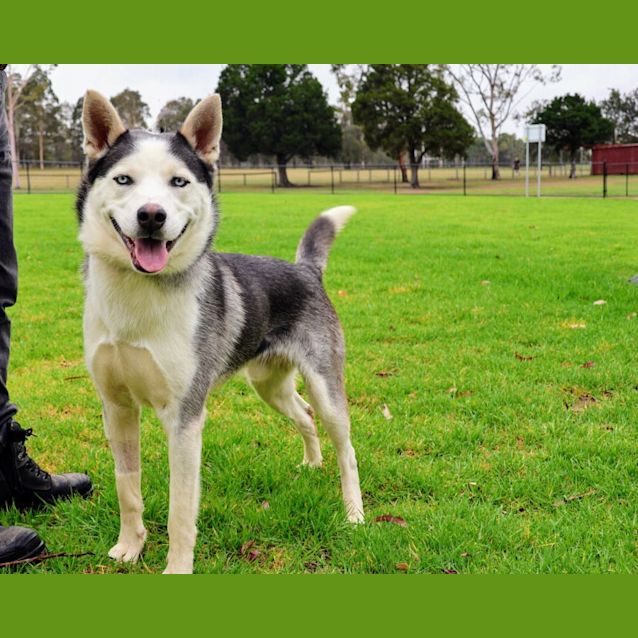 Ace - 1 Year Old Husky X Kelpie (Trial) - Medium Male Husky x Kelpie ...