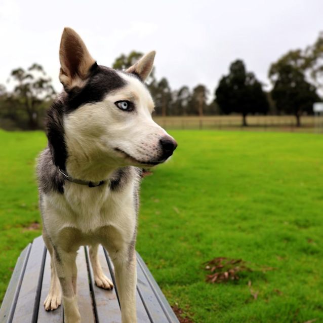 Ace - 1 Year Old Husky X Kelpie (Trial) - Medium Male Husky x Kelpie ...