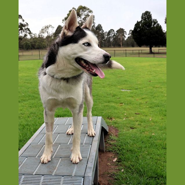 Ace - 1 Year Old Husky X Kelpie (Trial) - Medium Male Husky x Kelpie ...