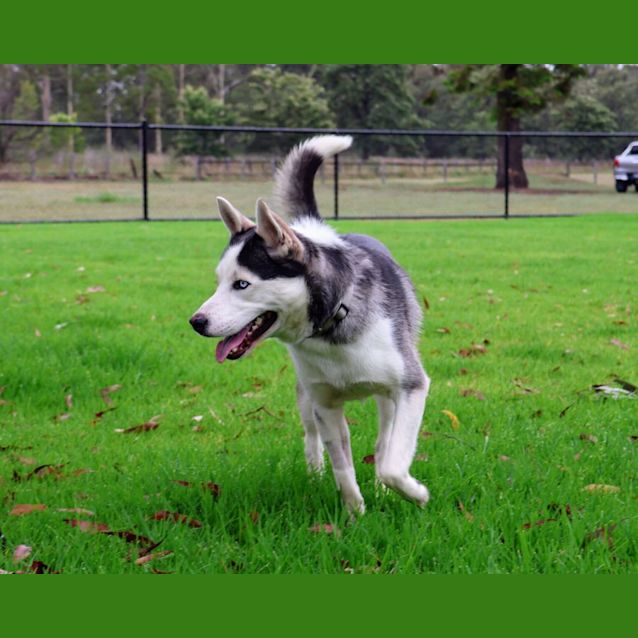 Ace - 1 Year Old Husky X Kelpie (Trial) - Medium Male Husky x Kelpie ...