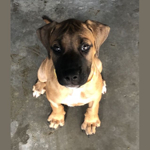 Bubbles - Medium Female Bullmastiff x Australian Bandog Mix Dog in QLD ...