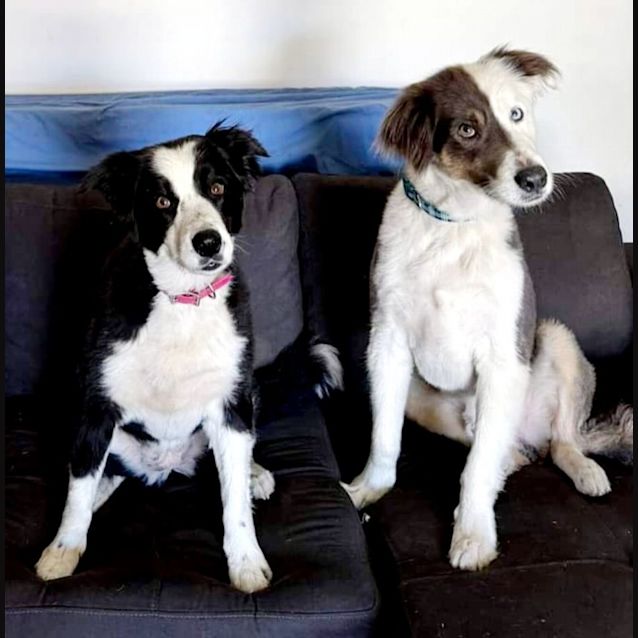 Molly & Rapha - Medium Female Border Collie Dog in VIC - PetRescue