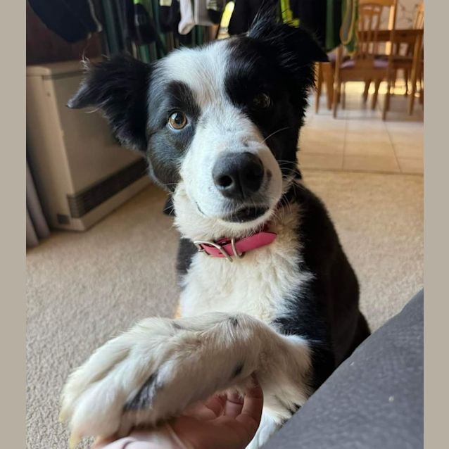 Molly & Rapha - Medium Female Border Collie Dog in VIC - PetRescue