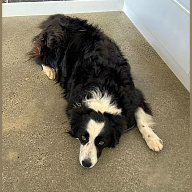 Molly & Rapha - Medium Female Border Collie Dog in VIC - PetRescue