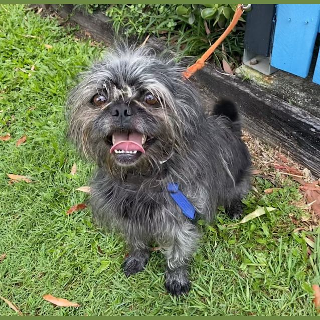 Ollie - Small Male Cairn Terrier x Pug Mix Dog in QLD - PetRescue