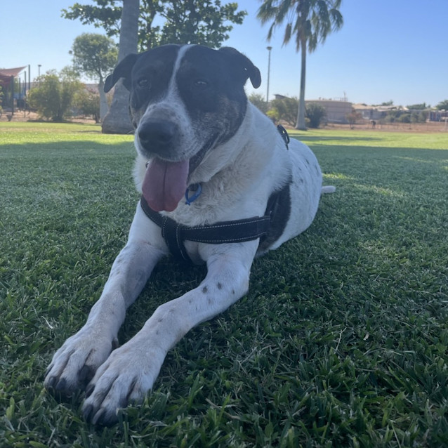 Lyka - Medium Female Mixed Breed Dog in WA - PetRescue