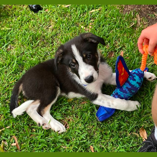 Jude - 18 Week Old Border Collie (Trial) - Medium Male Border Collie Dog in NSW - PetRescue
