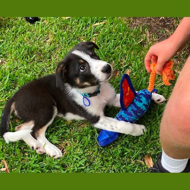 Jude - 18 Week Old Border Collie (Trial) - Medium Male Border Collie Dog in NSW - PetRescue