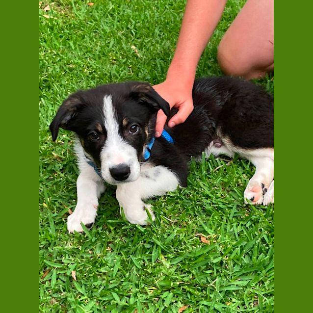 Jude - 18 Week Old Border Collie (Trial) - Medium Male Border Collie Dog in NSW - PetRescue