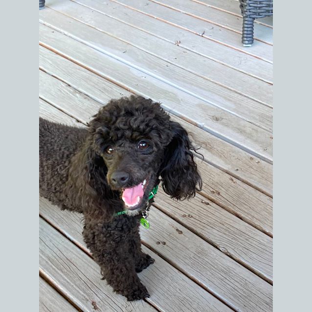 Peggy - 1 Year Old Toy Poodle (Hold) - Small Female Poodle Dog in NSW ...