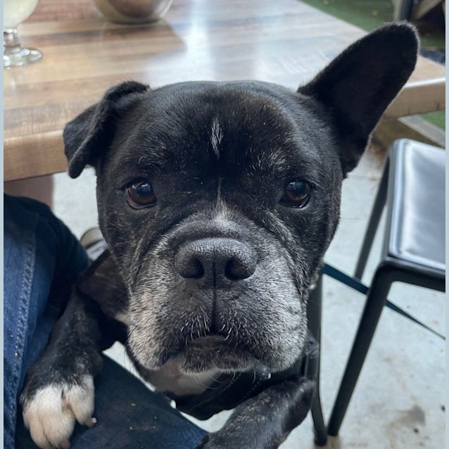 Yoshi - Medium Male French Bulldog x Staffy Mix Dog in NSW - PetRescue