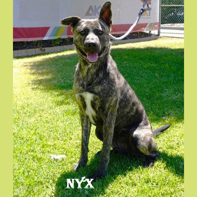 Nyx - Medium Female Cross breed Dog in WA - PetRescue