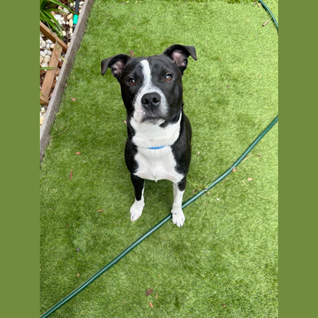 Wisconsin - Medium Male Border Collie x Staffy Mix Dog in VIC - PetRescue