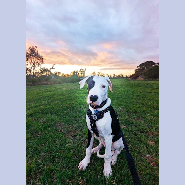 Doug - Large Male Bull Arab Dog in VIC - PetRescue