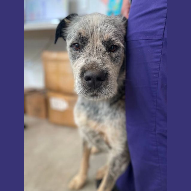 Ziggy - Large Male Irish Wolfhound x Smithfield Cattle Dog Mix Dog in ...