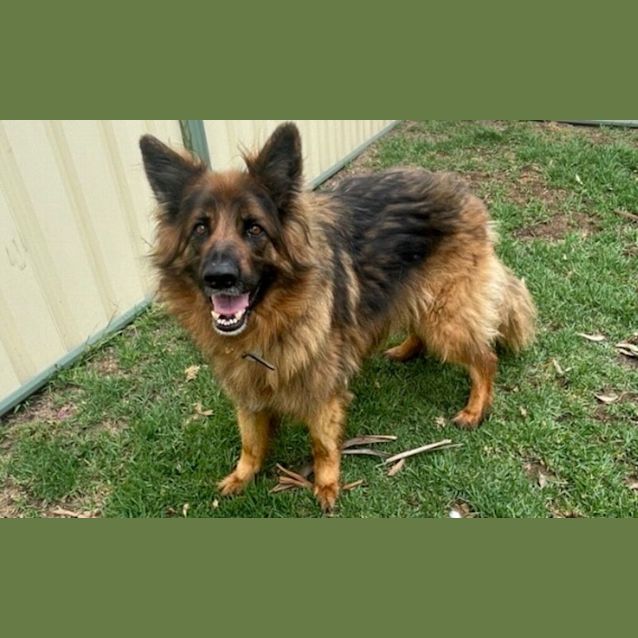 Chester - Large Male German Shepherd Mix Dog in VIC - PetRescue
